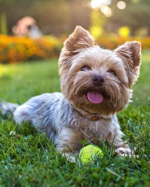 Todo sobre la raza de perro Yorkshire Terrier: Características y cuidados